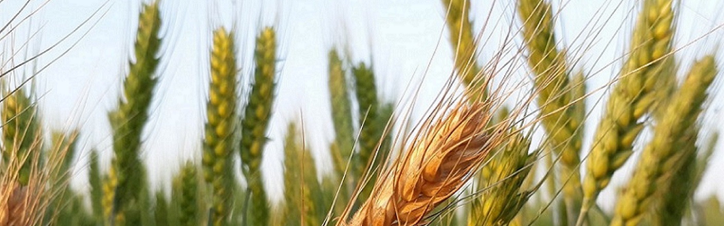 Balanço Semanal do Trigo: Trigo Brasil, Trigo Argentina e Trigo Mercado ...