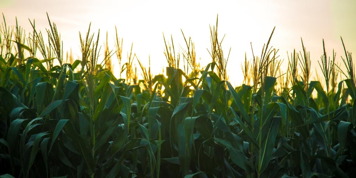 Condições de lavouras favoráveis para o milho norte-americano ...