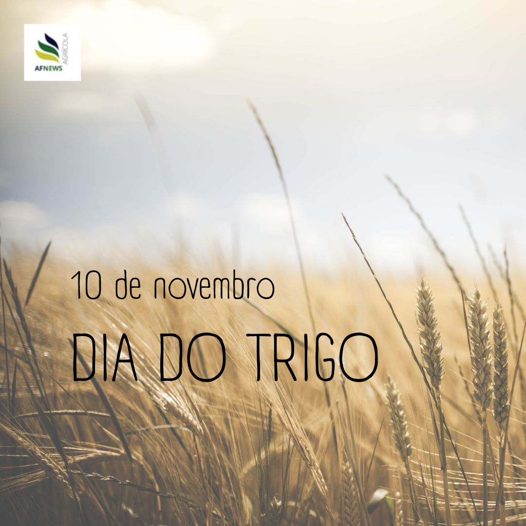 Trigo Brasil: Dia do Trigo é comemorado hoje (10) - AF News
