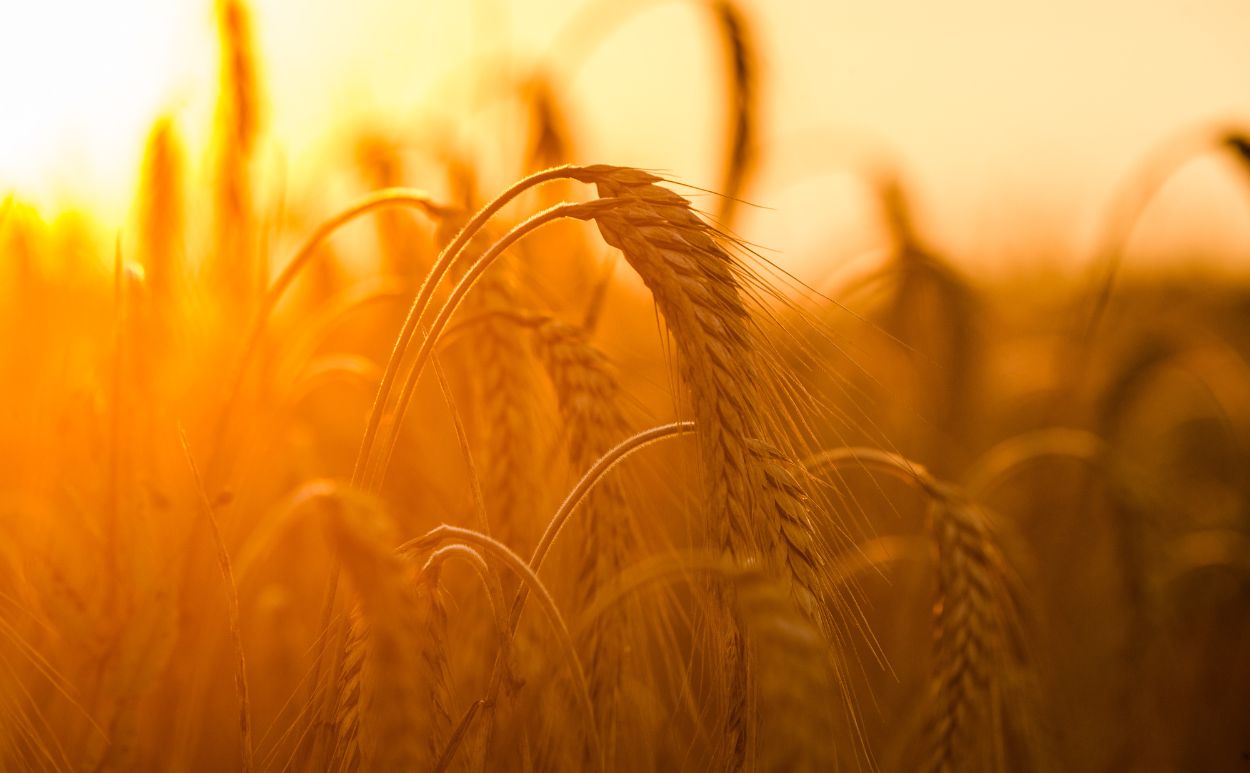 Trigo Brasil: confira o andamento da safra 2022/23 em Santa Catarina ...