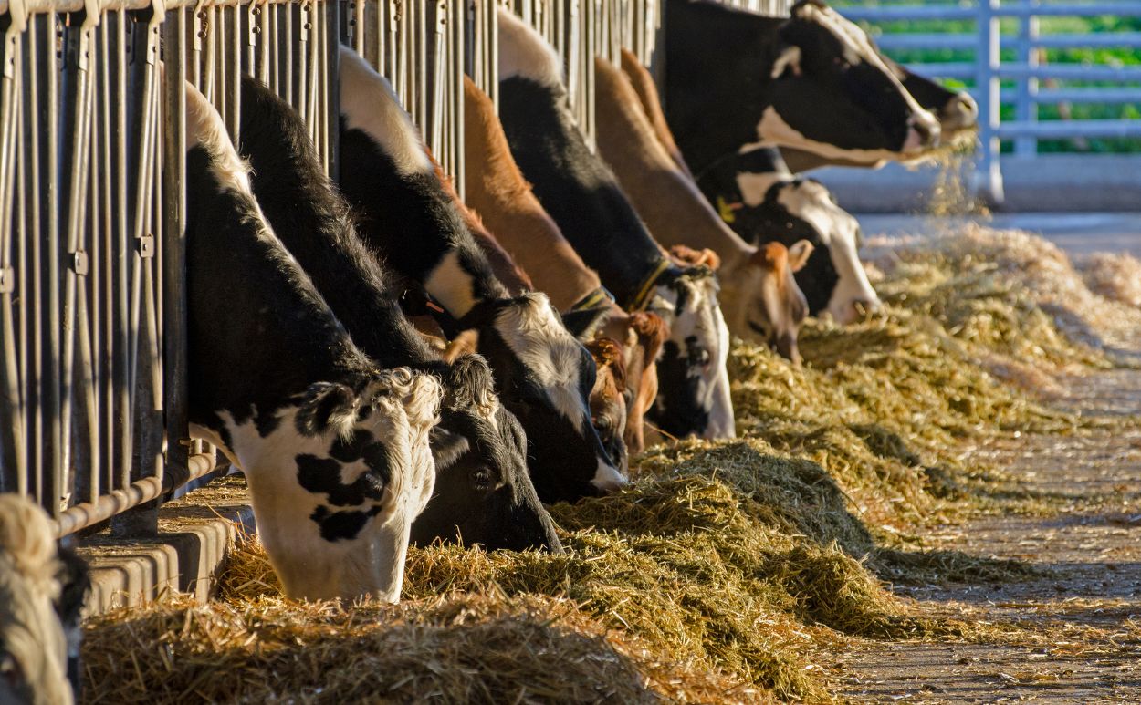Farelo de Trigo: entenda como este derivado é utilizado na alimentação ...