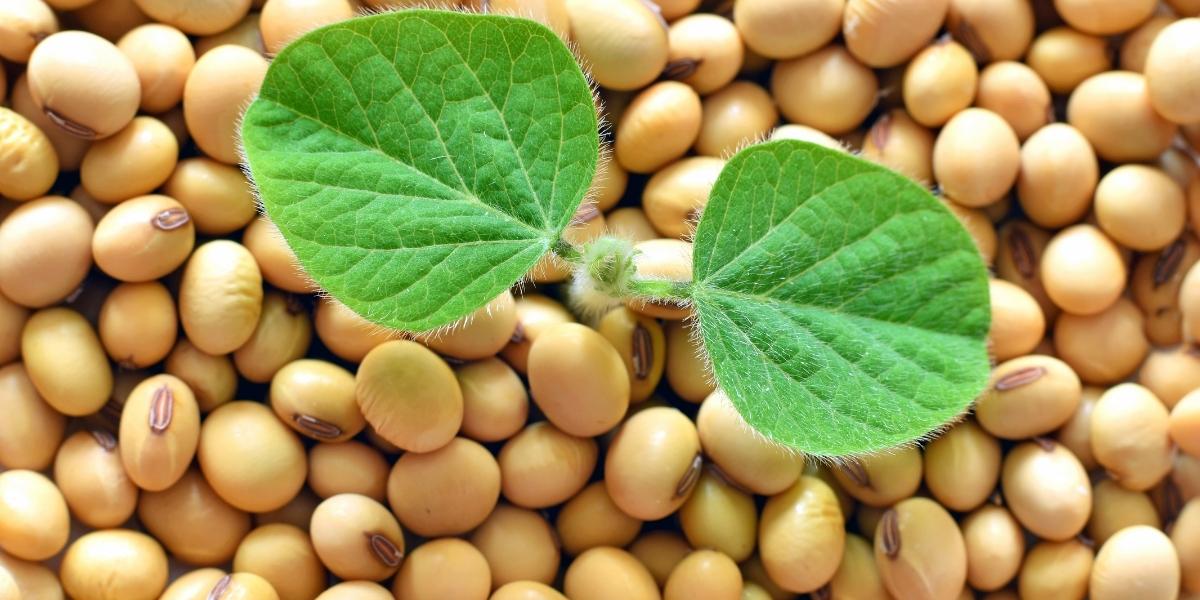 Soja Balanço Semanal: todos atentos ao relatório de Oferta & Demanda do ...