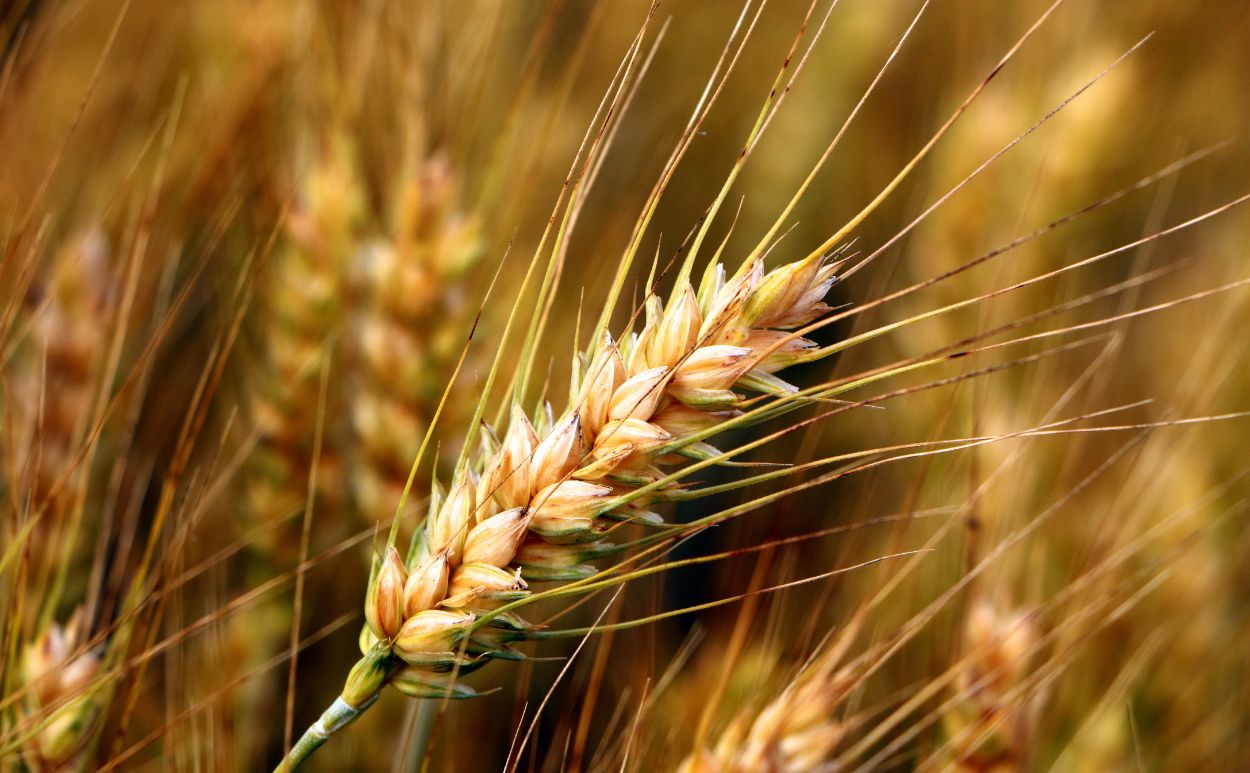 Trigo Argentina: o volume de trigo descarregado no terminal de Grande ...