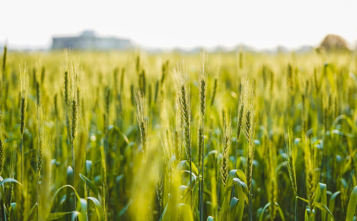Trigo Brasil: confira o progresso da safra 2023/24, de acordo com a ...