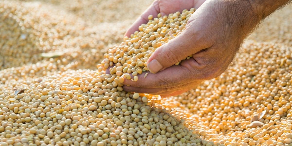Soja Balanço Semanal: Brasil deve superar a Argentina como maior ...