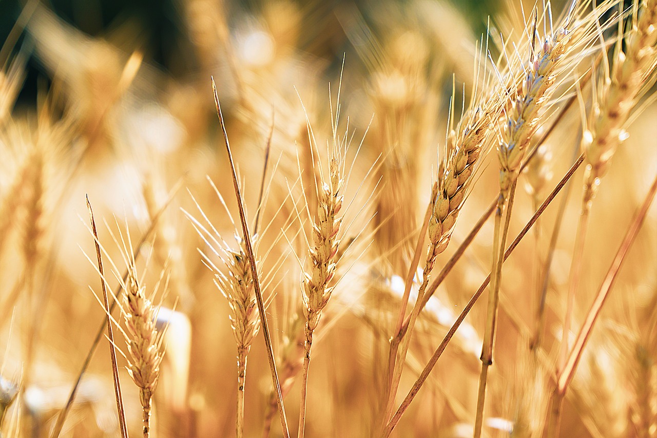 Trigo Brasil: importações aquecidas e quebra de safra se tornando real ...